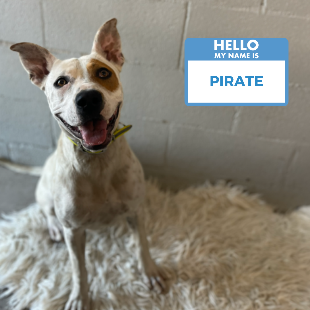 Pirate | Shellharbour Council