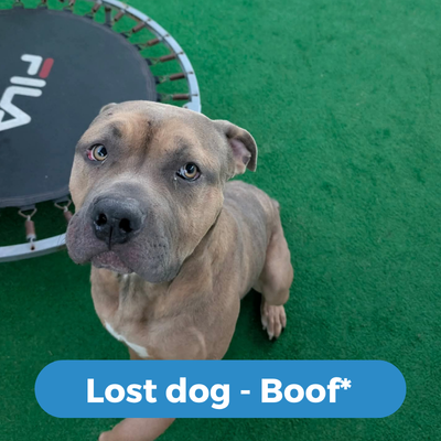 Lost dog registry | Shellharbour Council